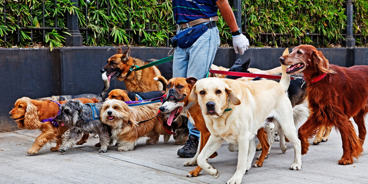 Soy cuidador de una perrera: los 5 peores perros, incluida la raza que ...
